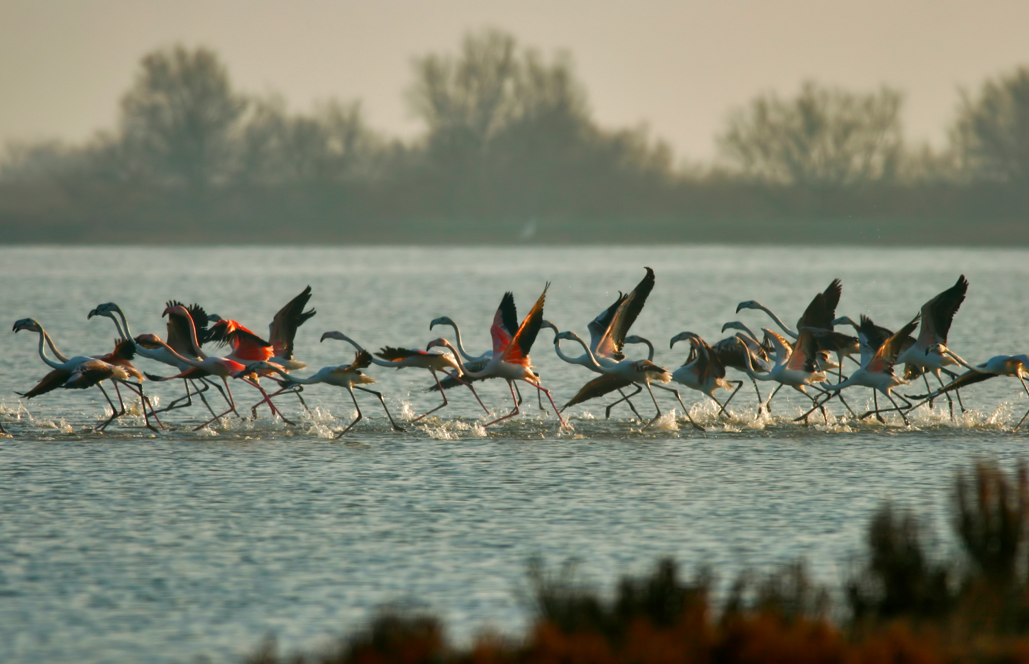 Our species | Delta del Po