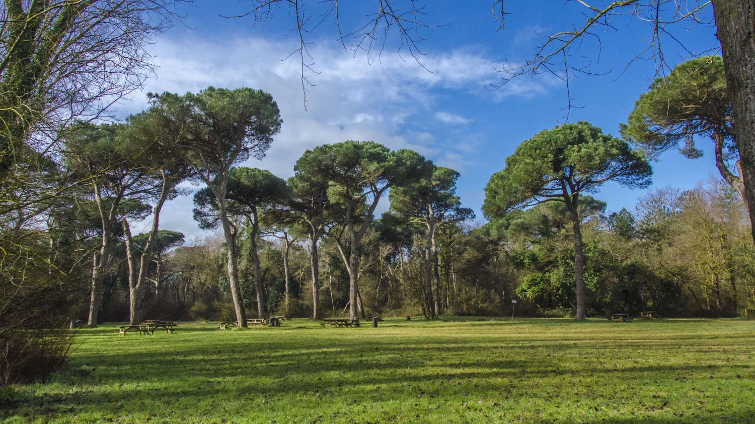 Cycling in the Ravenna Pine Forests | Delta del Po
