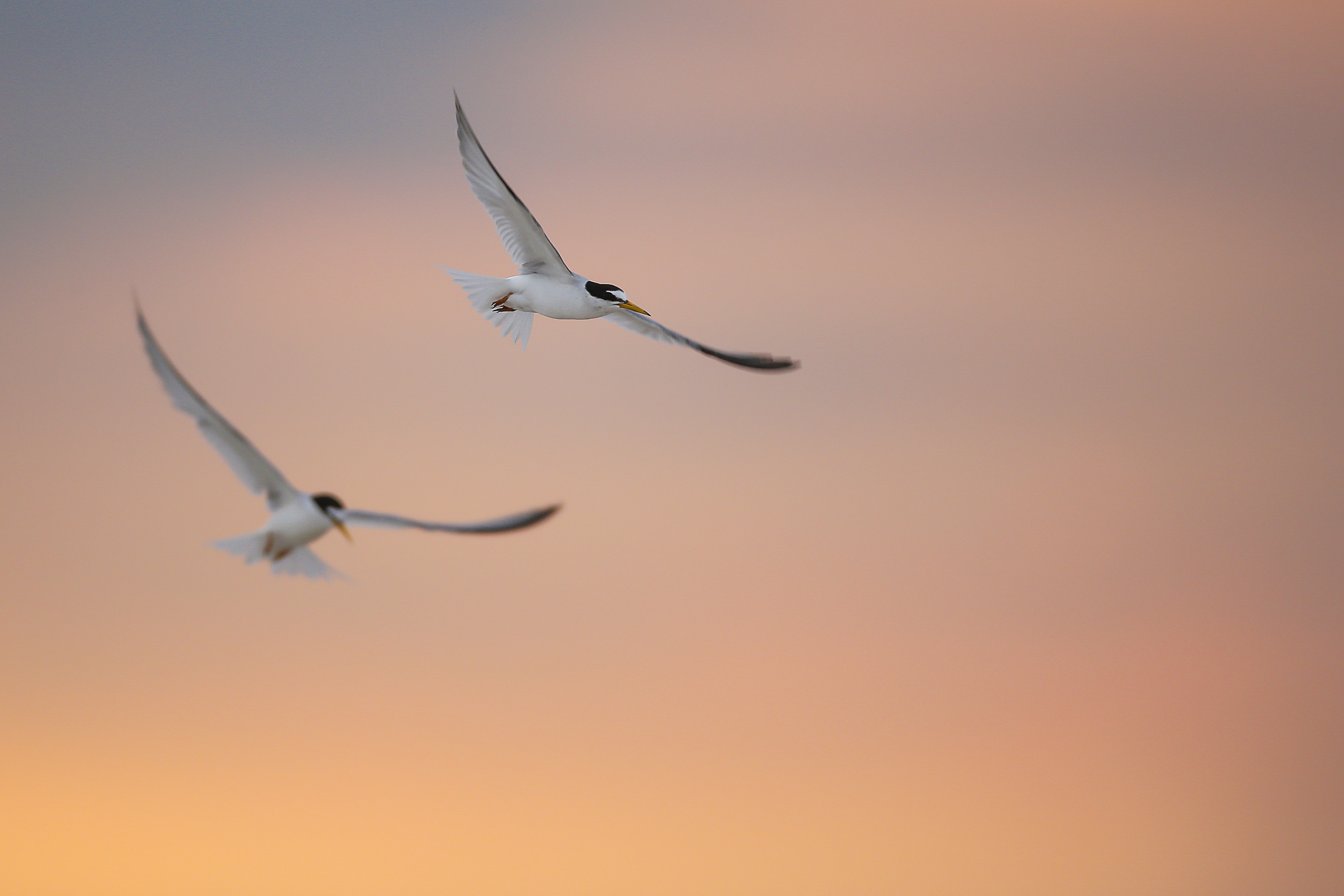 Video Gallery | Delta del Po