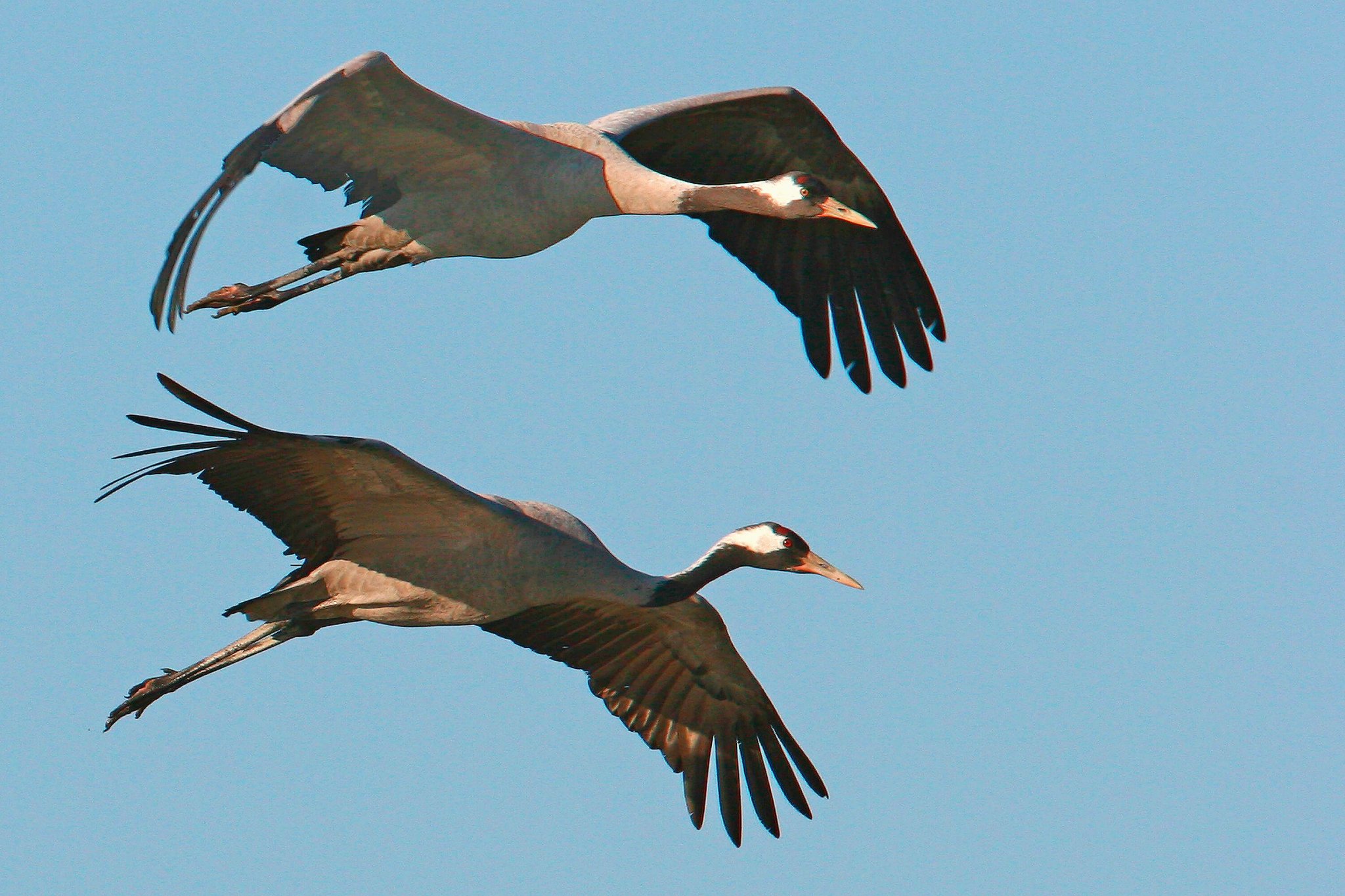 Birdwatching Places | Delta del Po