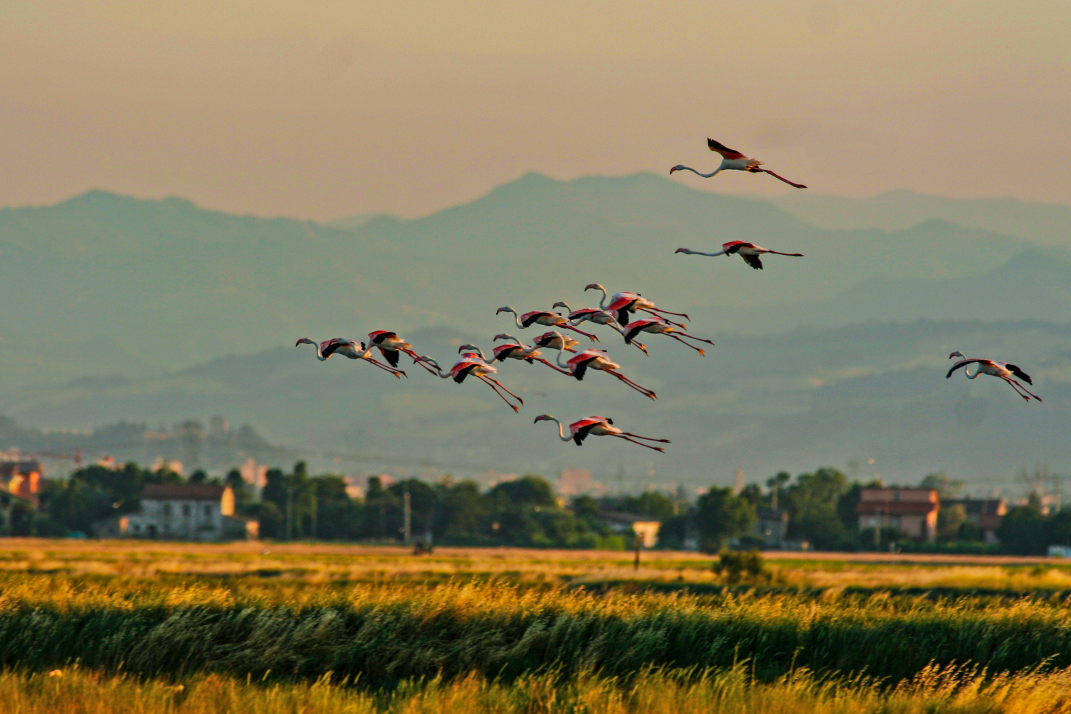 The Pinewood and the white gold | Delta del Po